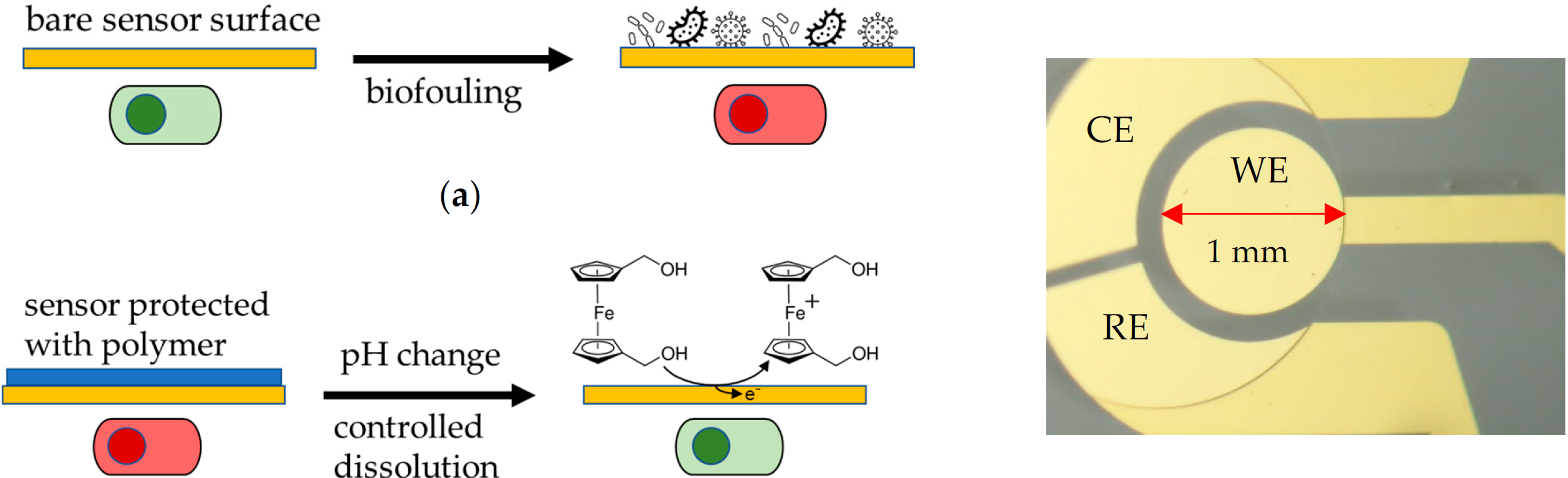 Publication: Amperometric Monitoring of Dissolution of pH-Responsive ...